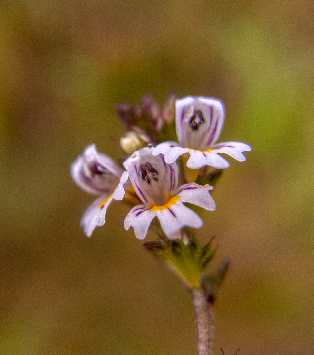 Sgor Mor Sgor Dubh 1832